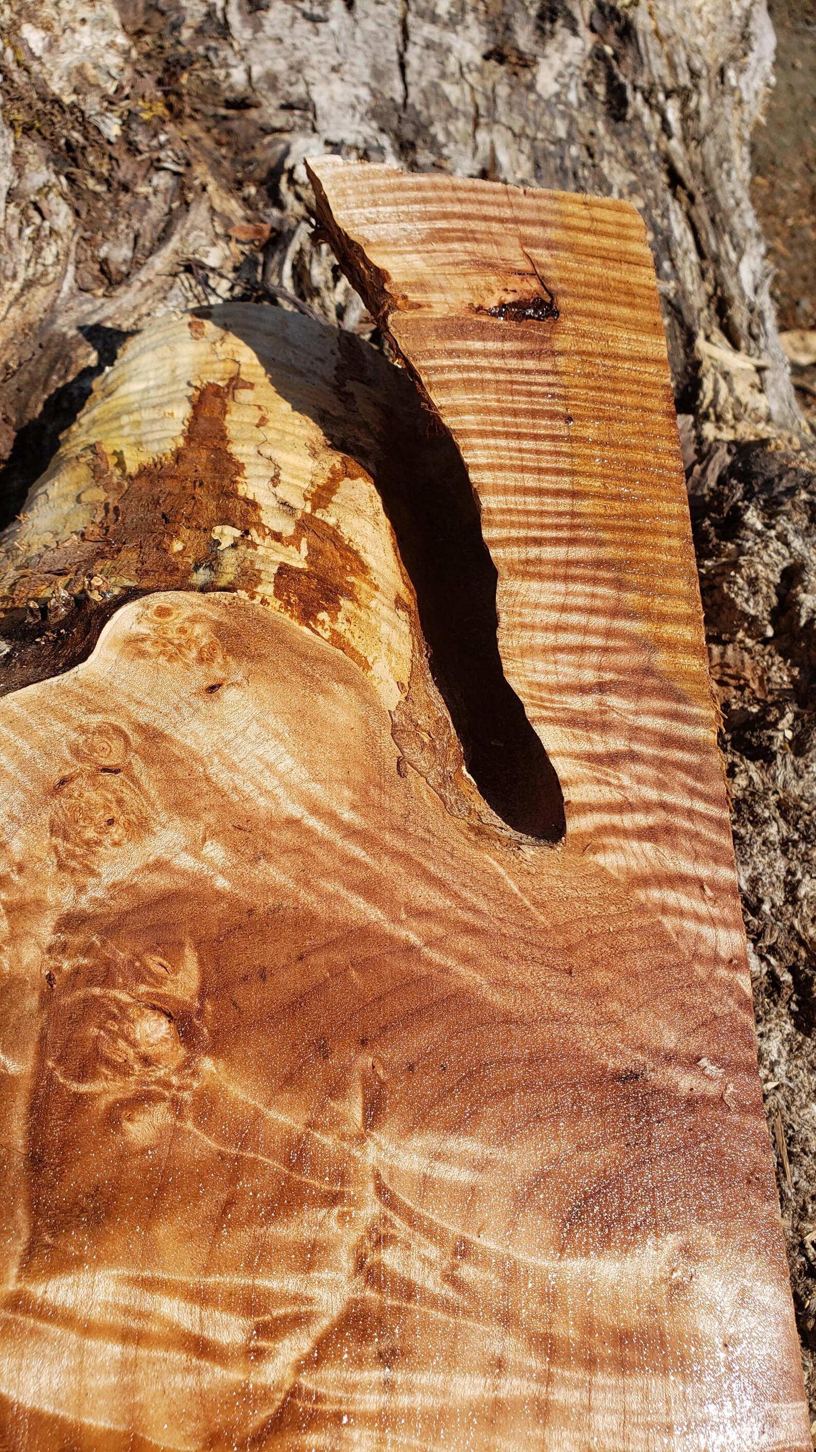 Curly Maple 1 Piece (B453) - Etsy