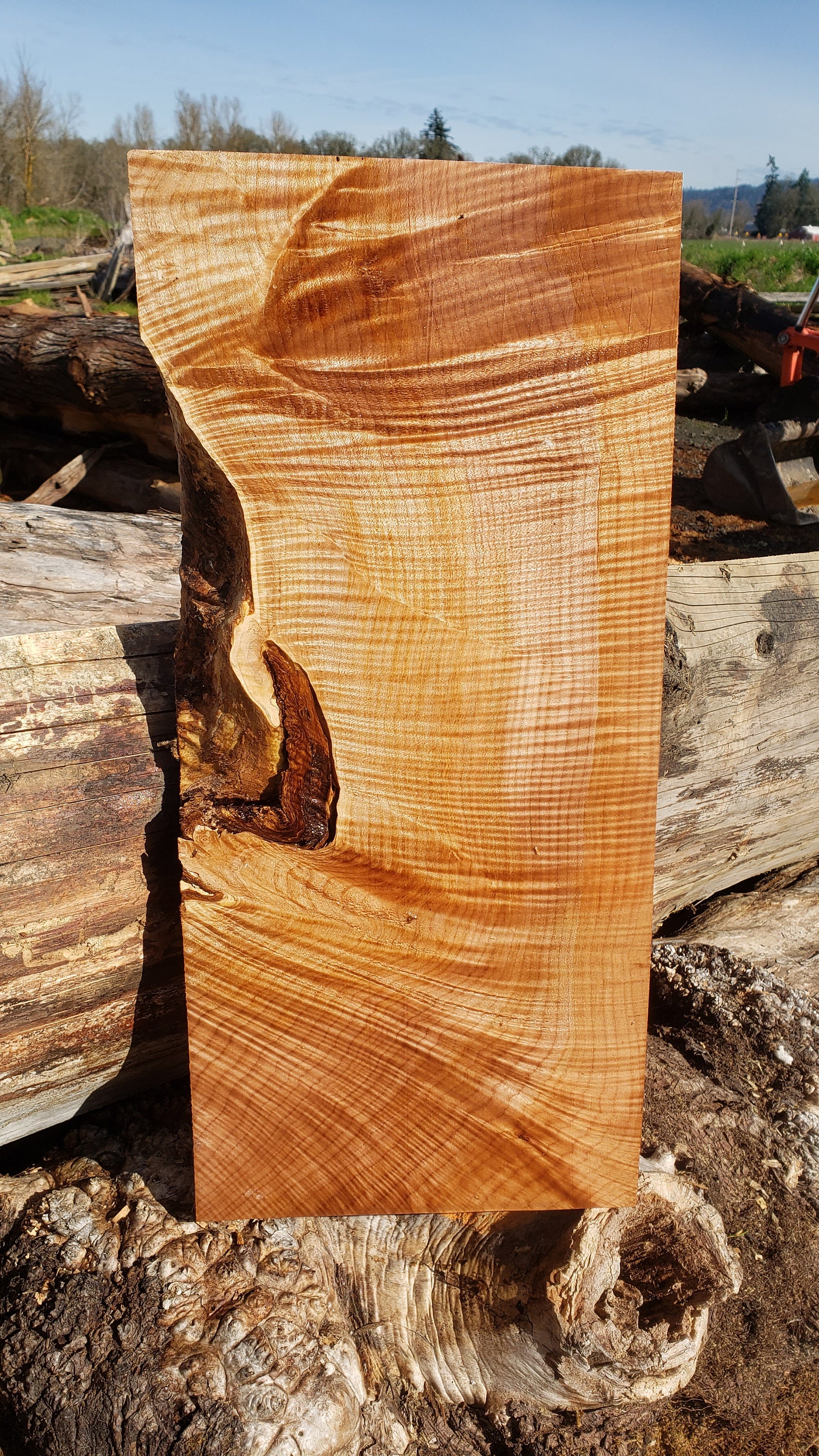 Curly Maple 1 Piece B388 - Etsy