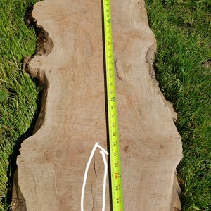 Curly Maple Burl 1 Slab B407 - Etsy