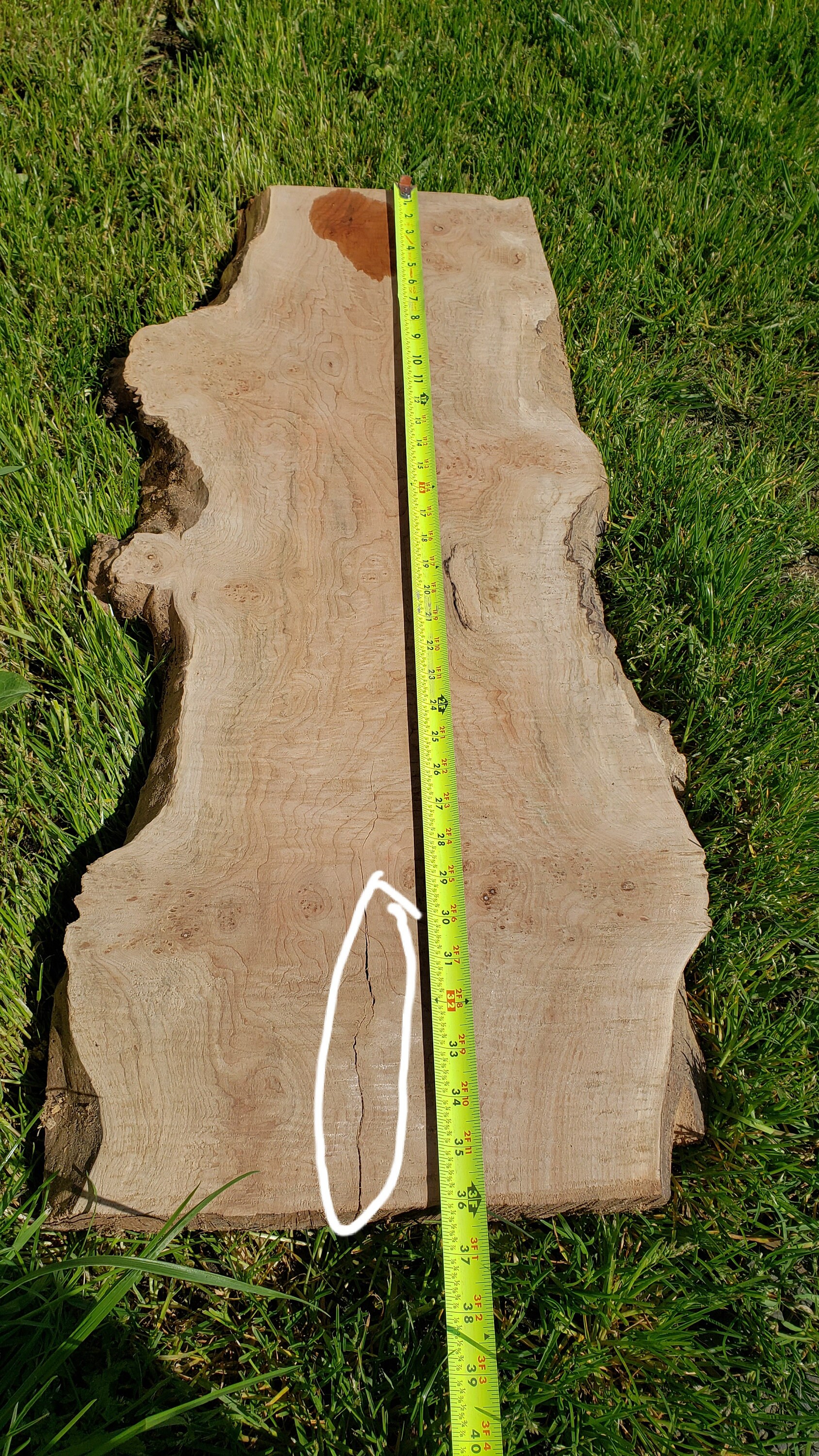 Curly Maple Burl 1 Slab B407 - Etsy