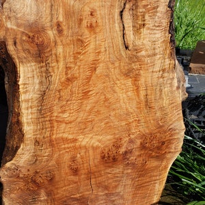 Curly Maple Burl 1 Slab B407 - Etsy