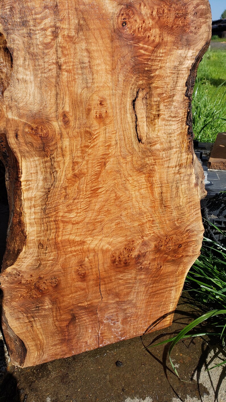 Curly Maple Burl 1 Slab B407 - Etsy