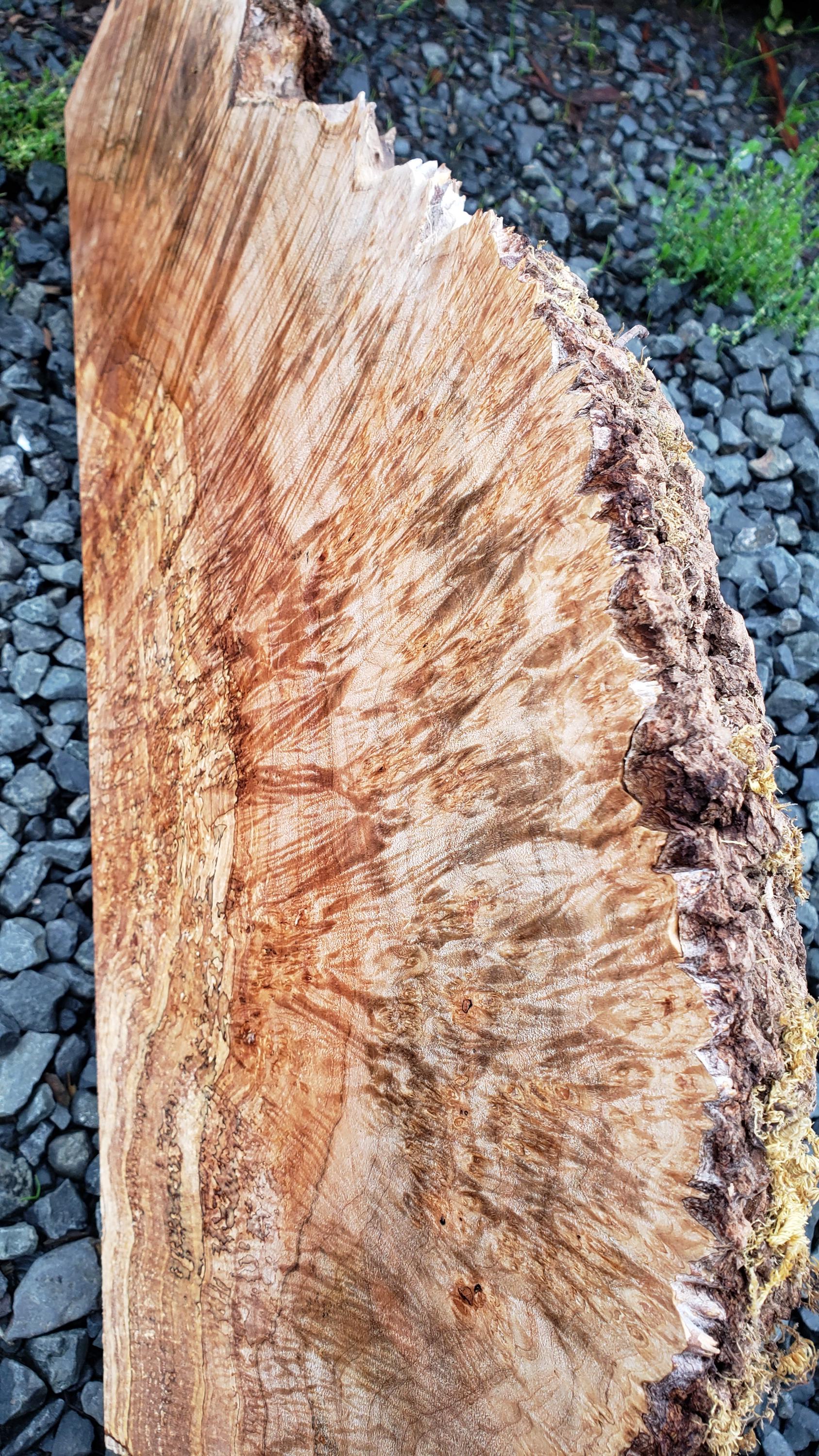 Curly Silver Maple Burl (B466) +spalted Stump 1 Piece - Etsy