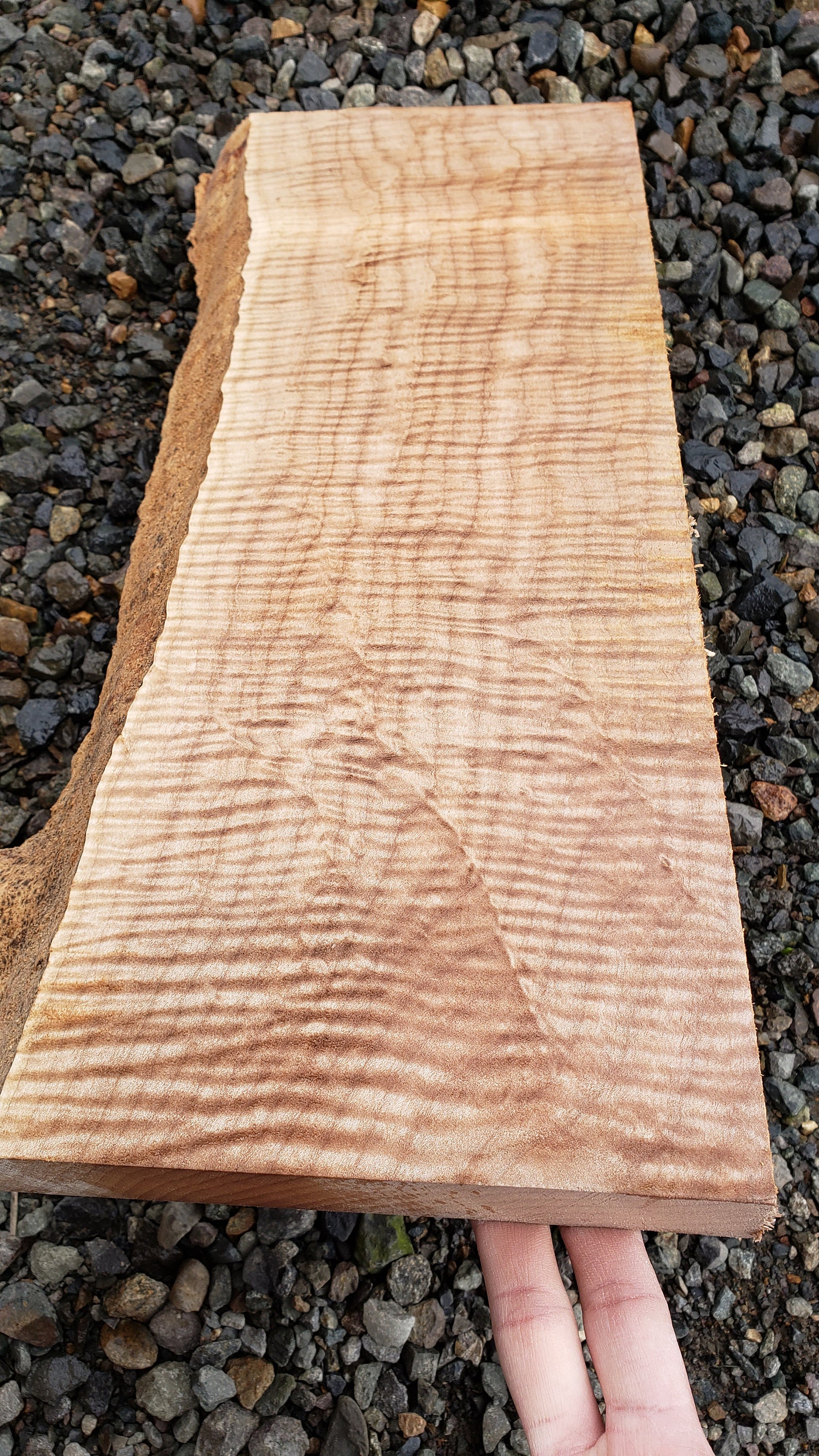 Curly Maple 1 Piece B364 - Etsy