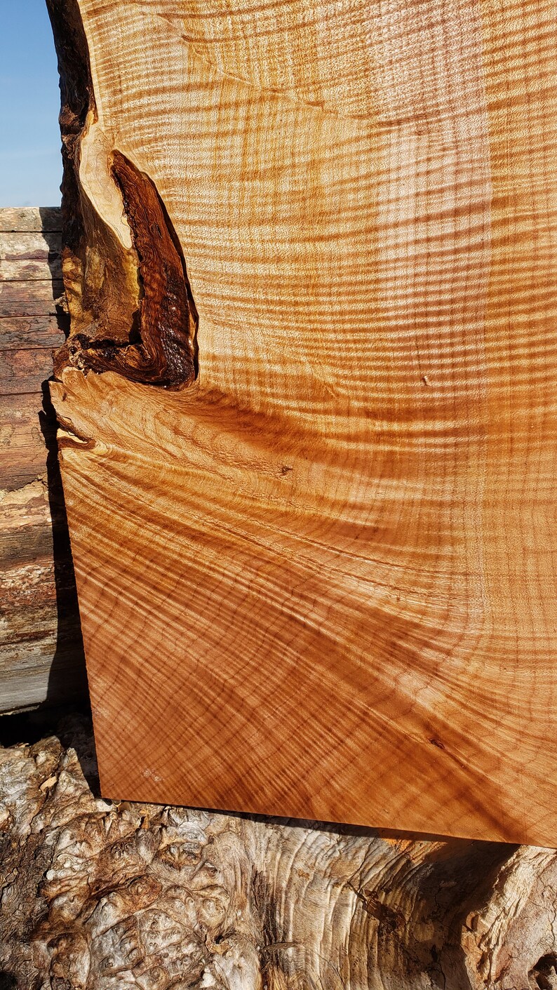 Curly Maple 1 Piece B388 - Etsy