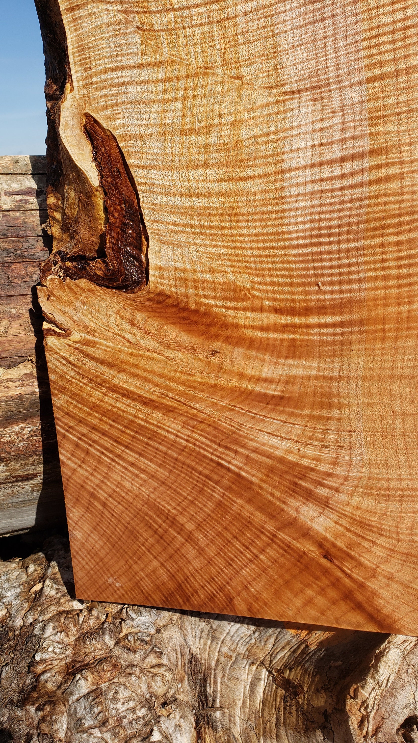 Curly Maple 1 Piece B388 - Etsy