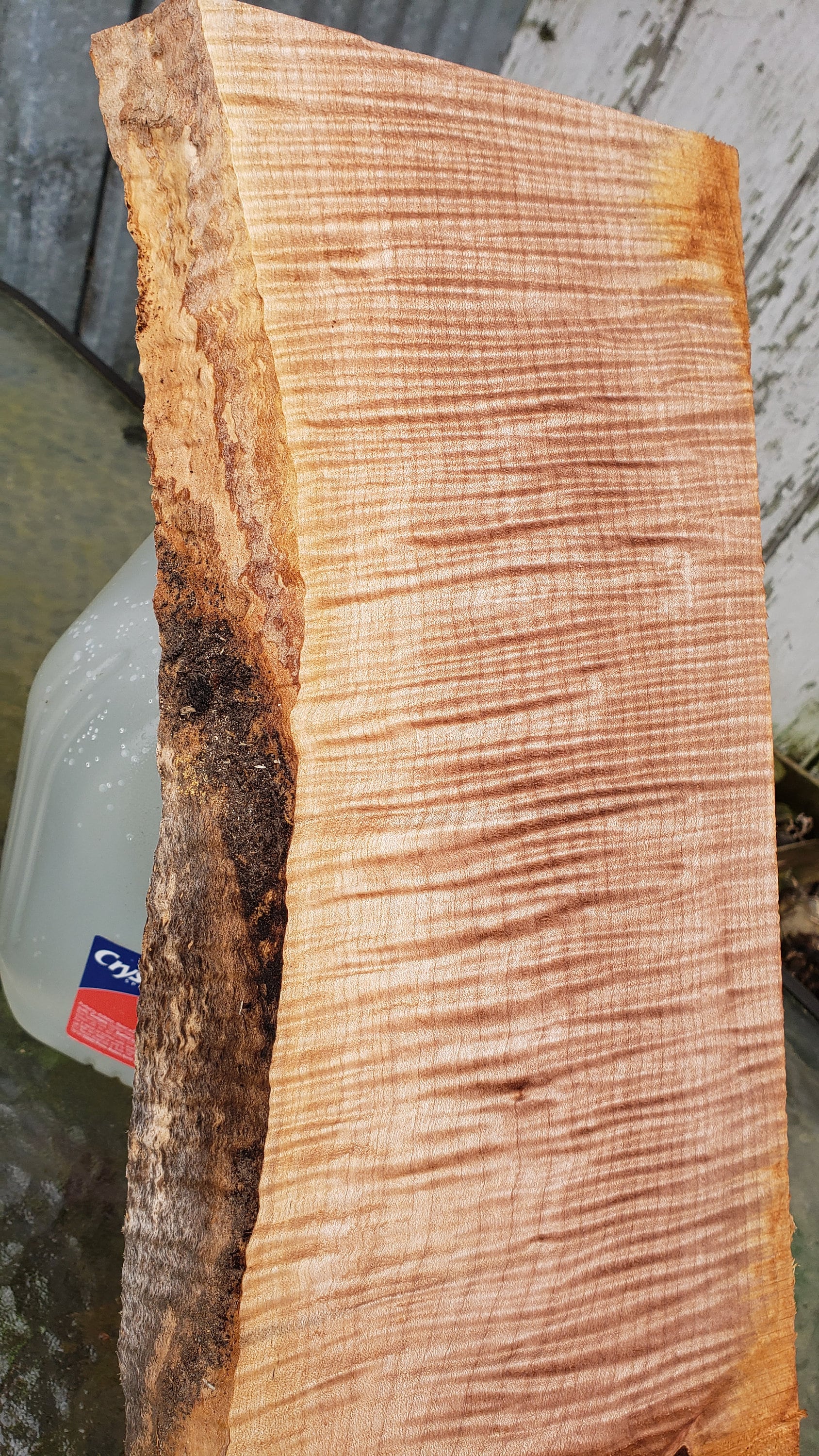 Curly Maple 1 Piece (B366) - Etsy