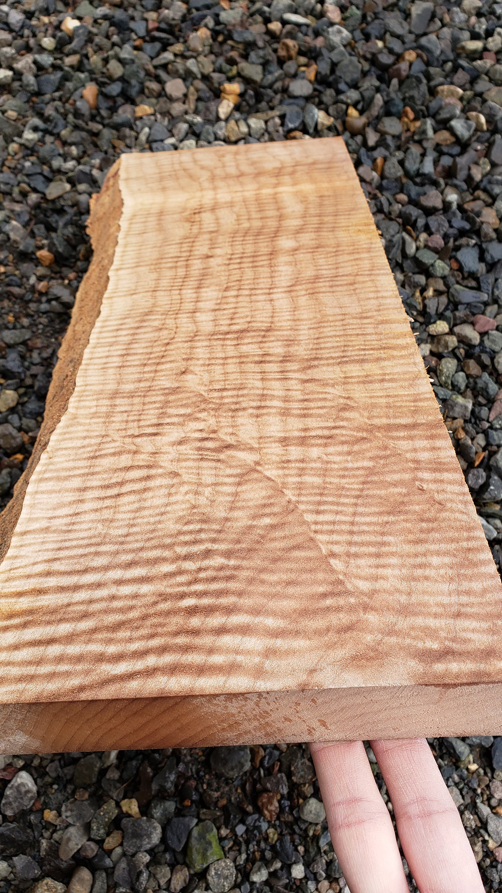 Curly Maple 1 Piece B364 - Etsy
