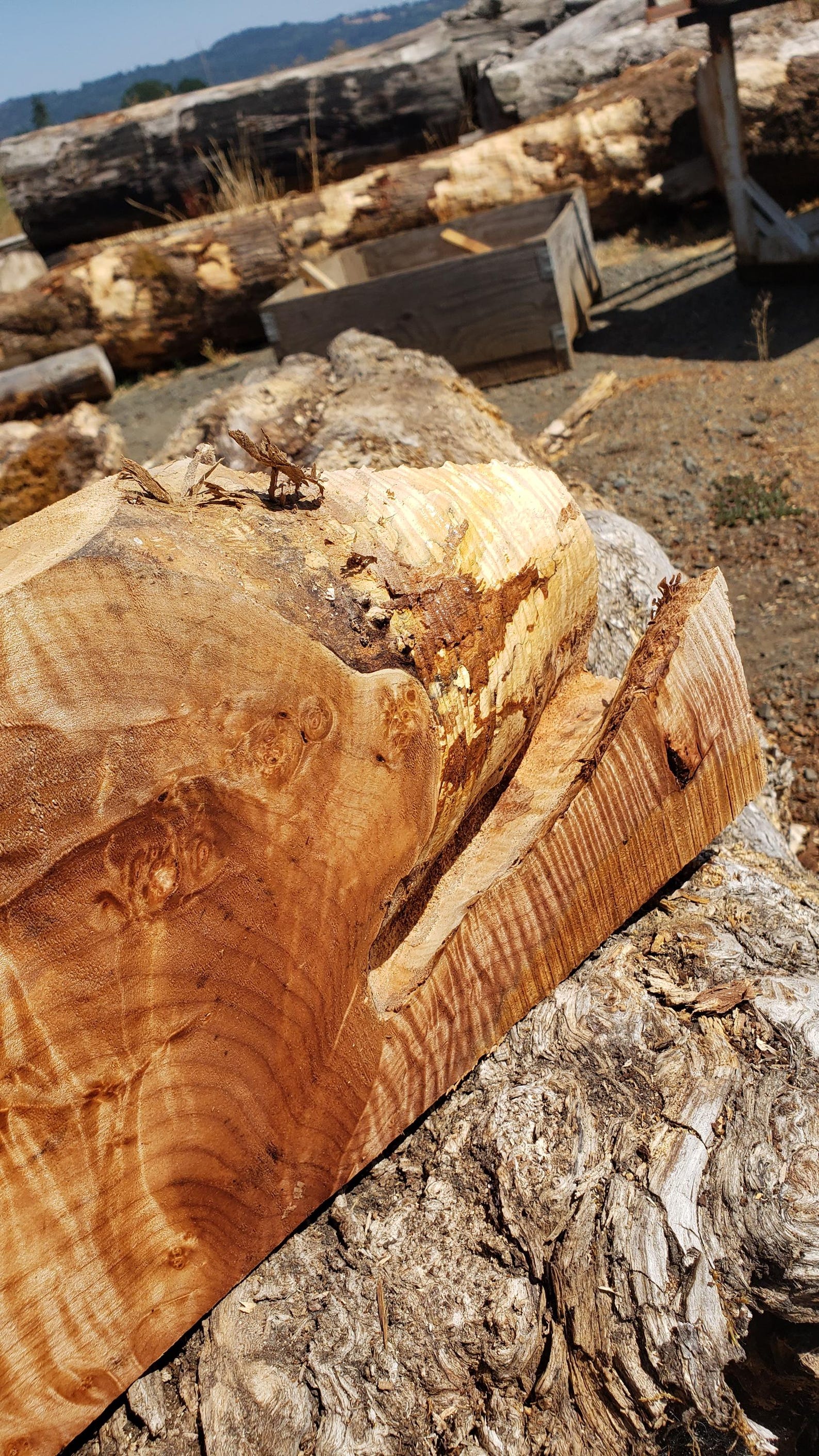 Curly Maple 1 Piece (B453) - Etsy