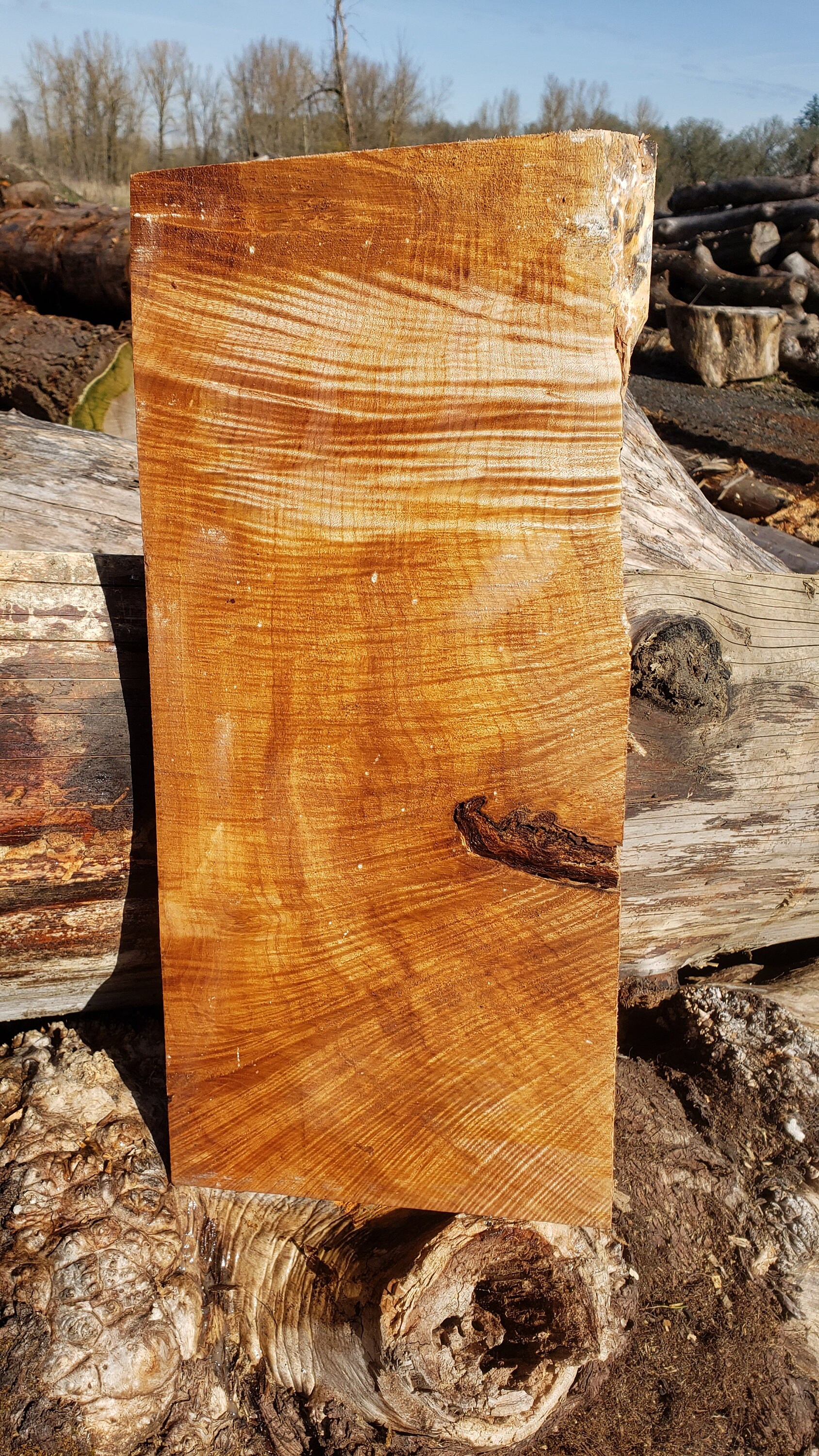 Curly Maple 1 Piece B388 - Etsy