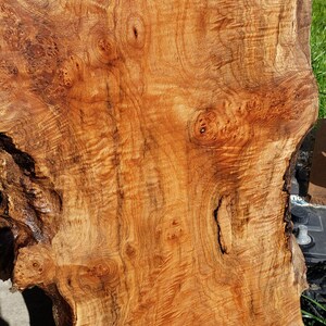 Curly Maple Burl 1 Slab B407 - Etsy