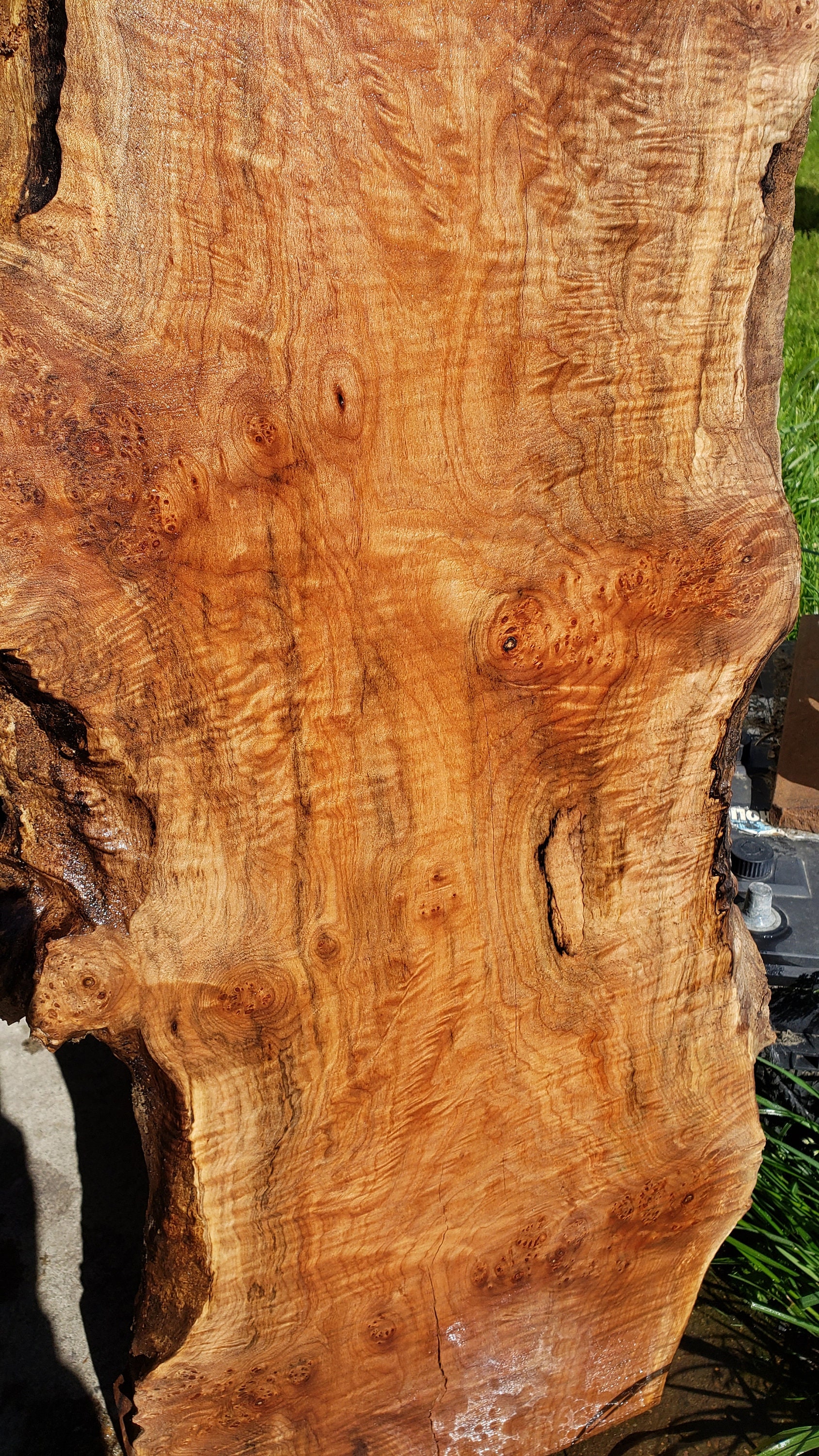 Curly Maple Burl 1 Slab B407 - Etsy