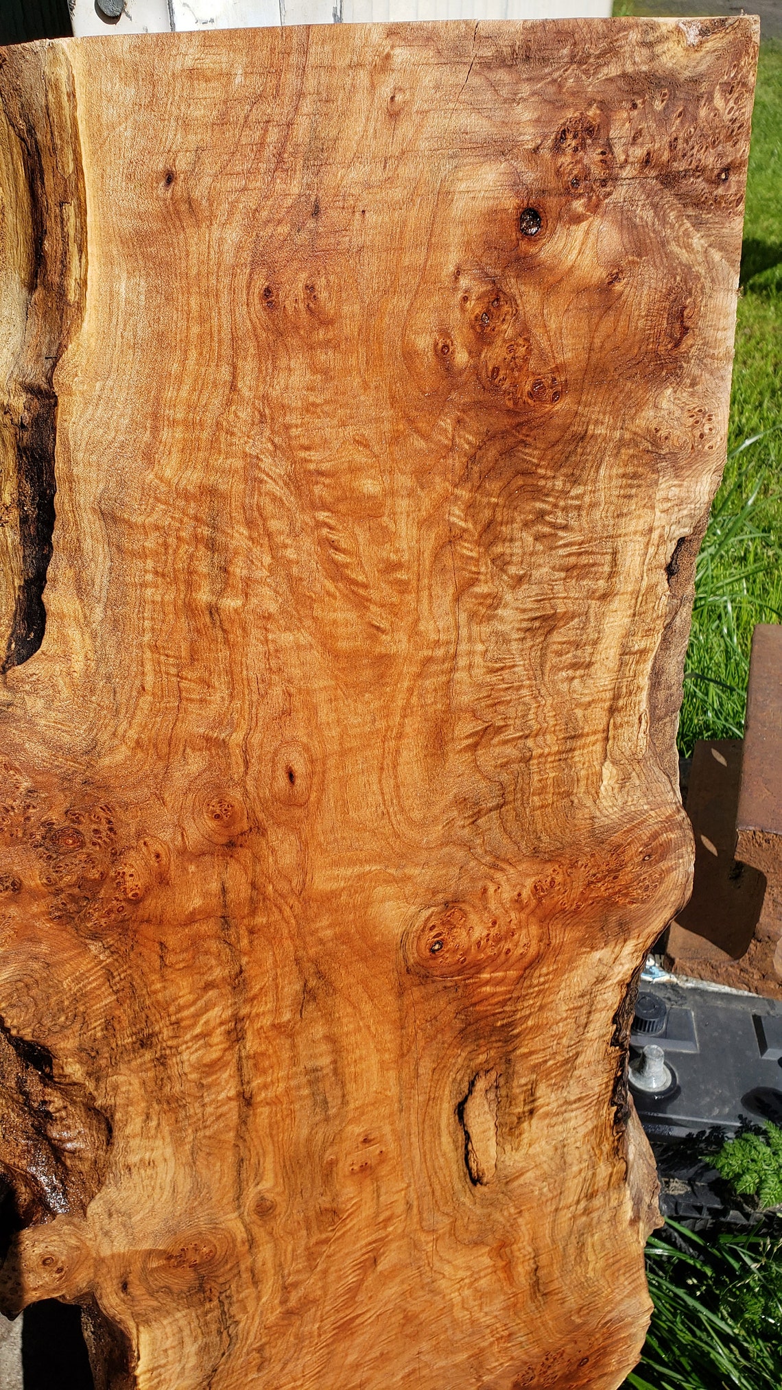 Curly Maple Burl 1 Slab B407 - Etsy