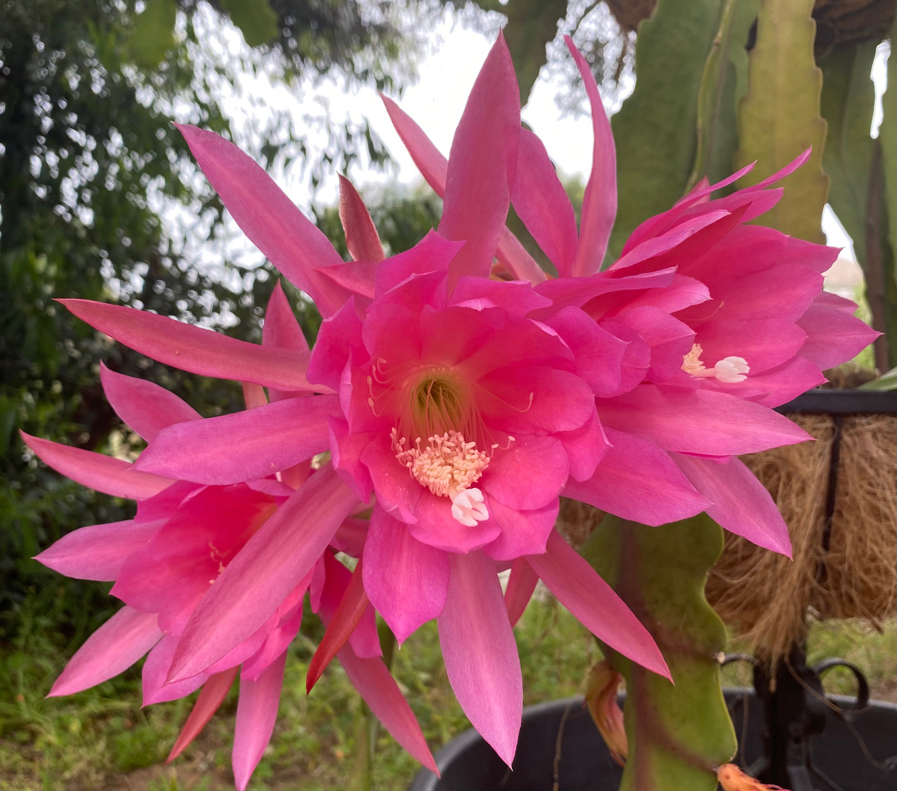 Epiphyllum - Pink L - Etsy