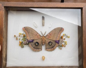 Moth Shadow Box - Etsy