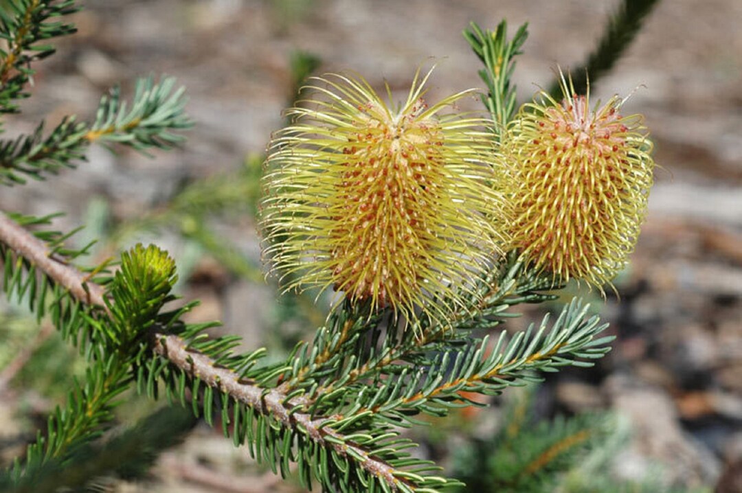 Teasel Banksia - Banksia Pulchella - Rare 'plant' Seeds - Showy Banksia ...