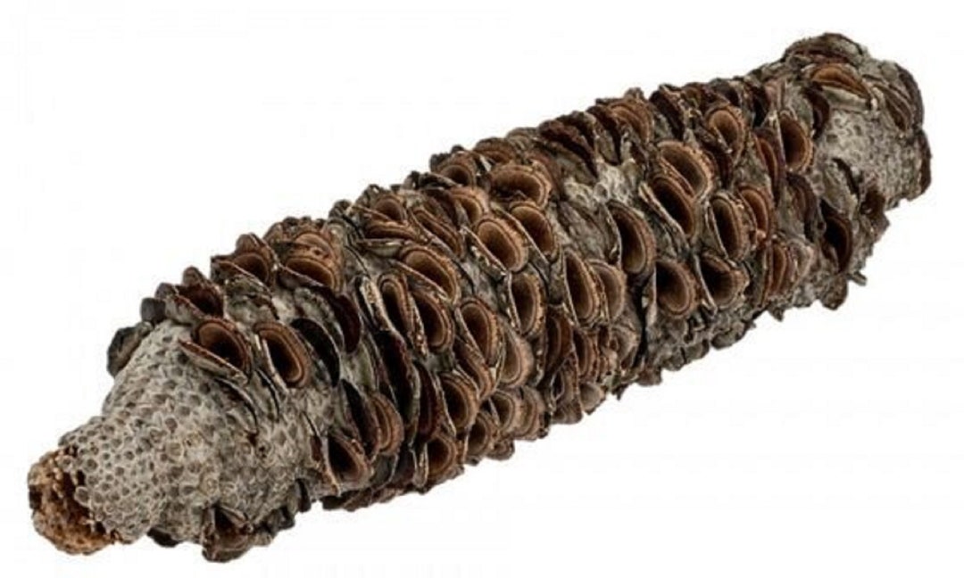 Candle Pod - Beautiful Woody Banksia Menziesii Cone - Decorative Cone ...