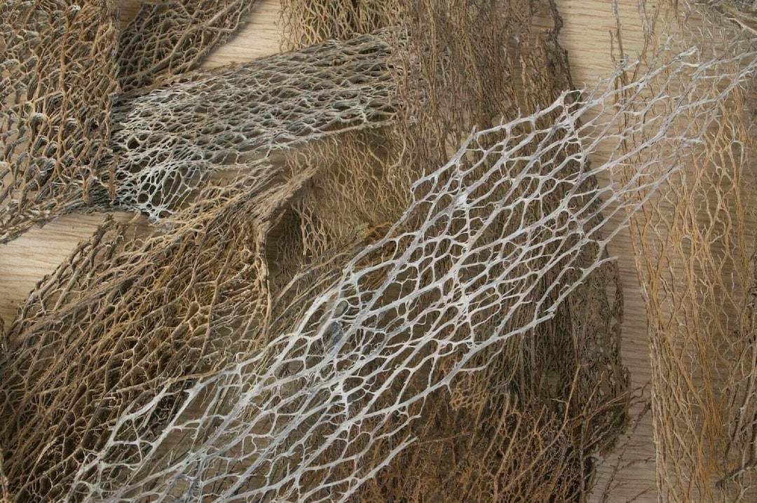 Cholla Latice Lace - Perfect for Bioactive Vivariums and Shrimp Tanks ...