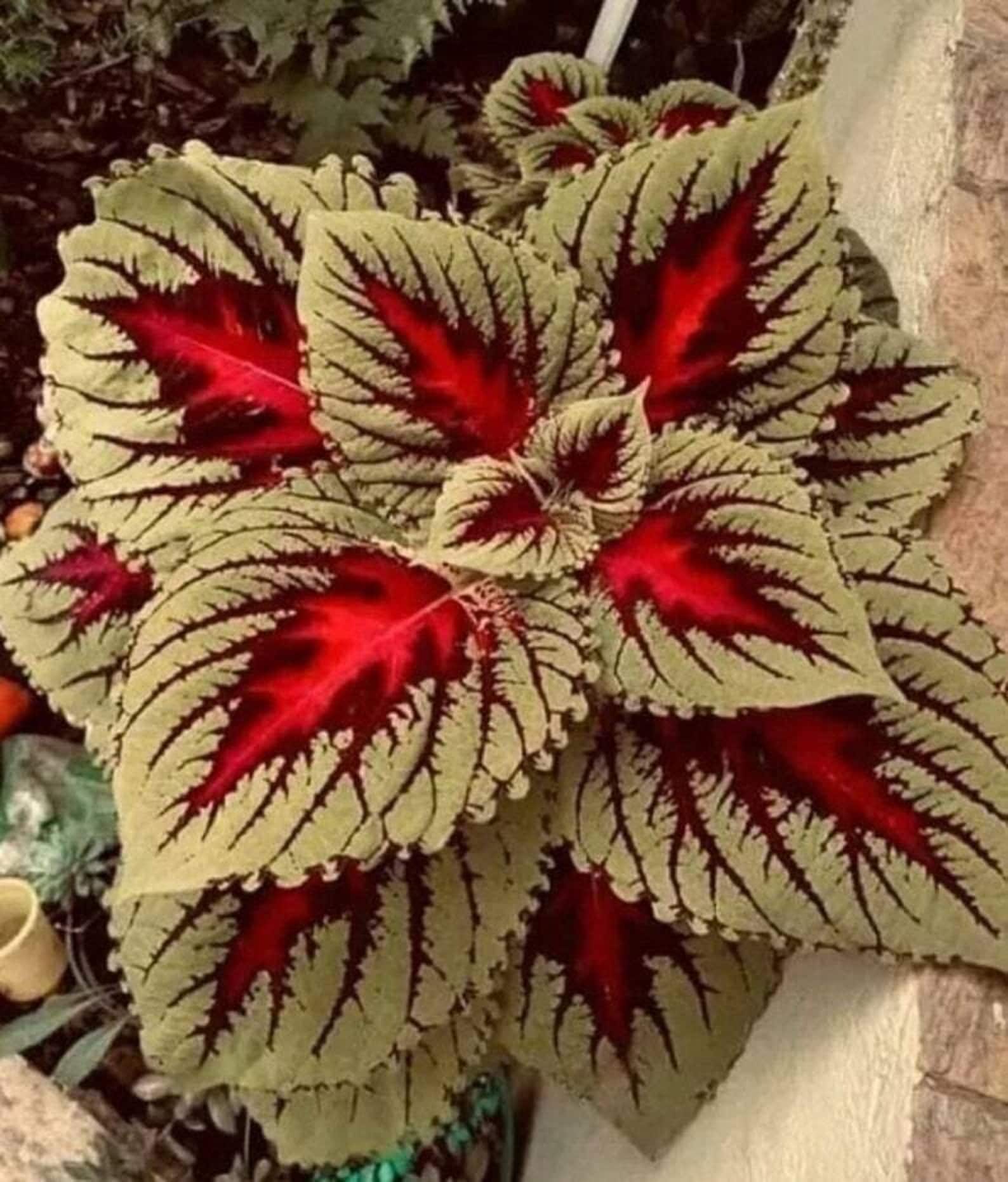 Ivory Flame Coleus - Coleus Scutellarioides - Rare 'plant' Seeds ...