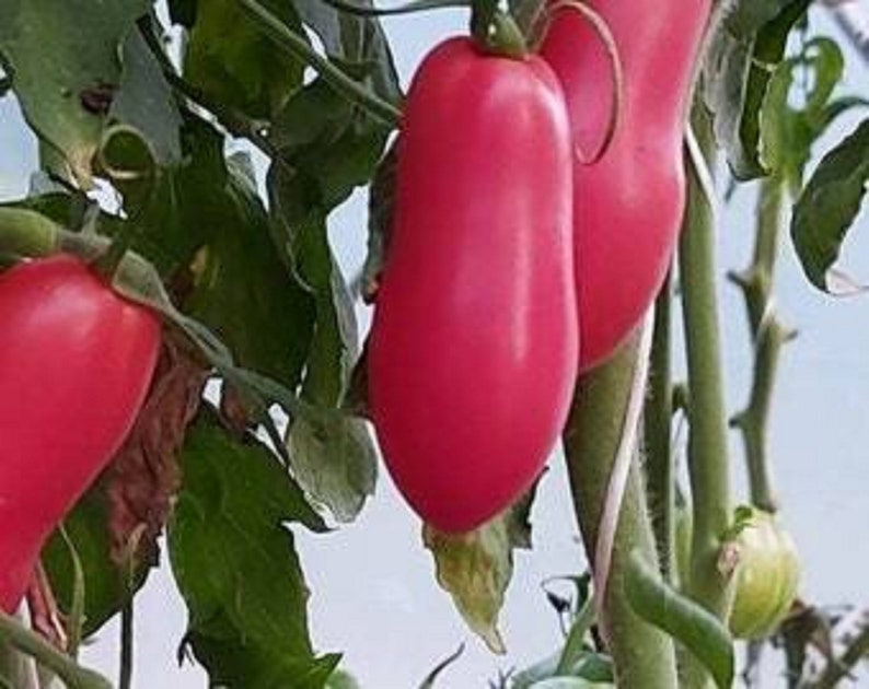 Pink Fang Tomato - Solanum Lycopersicum - Rare Heirloom Vegetable ...