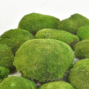 Mood Moss Balls - Home and Garden Decor - Perfect Beautiful Hardscape ...