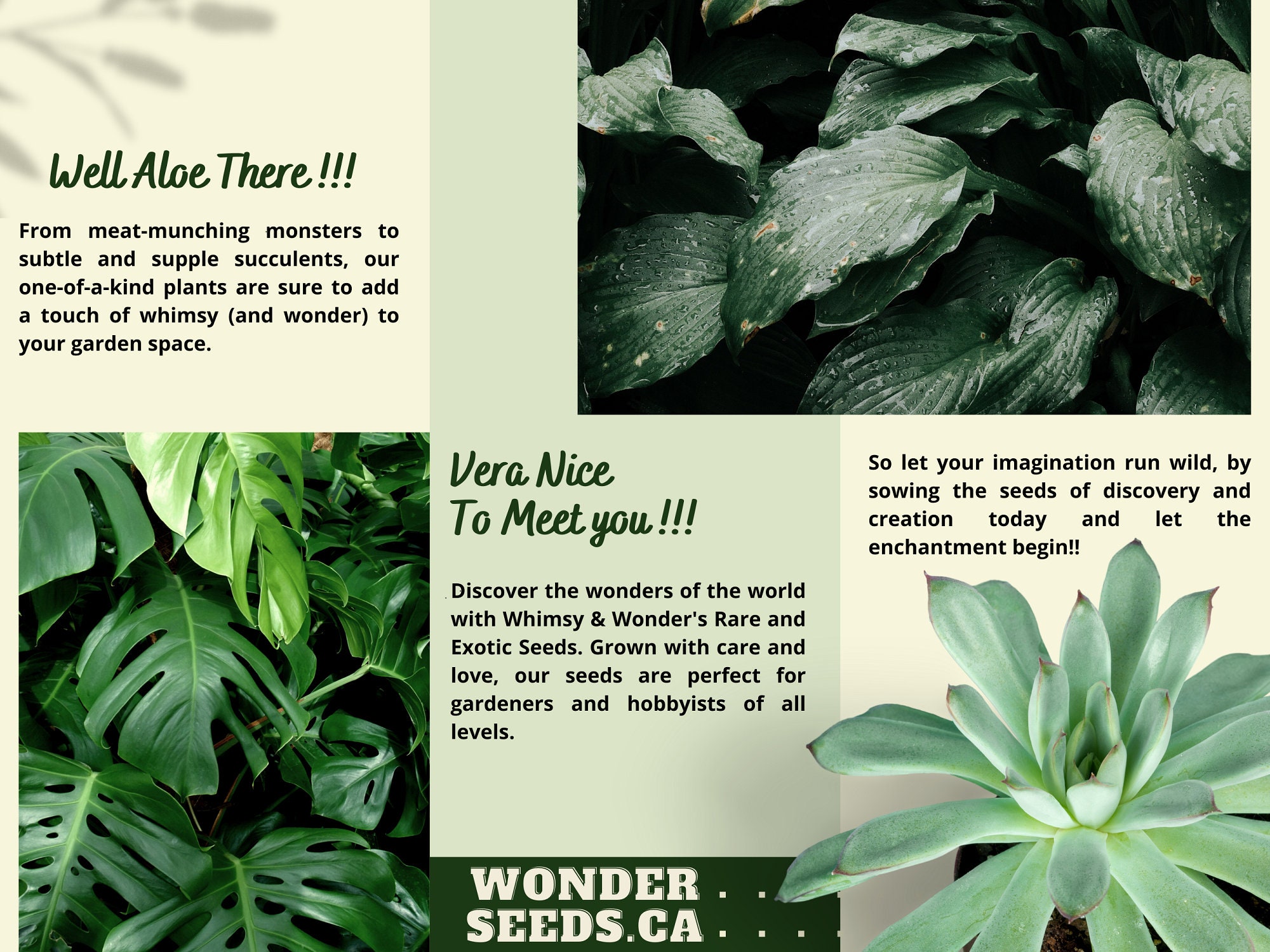 Black Goji Berry / Black Wolfberry Lycium Ruthenicum Rare 'fruit' Seeds ...