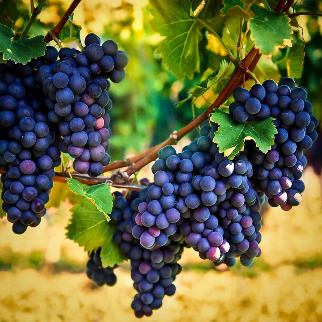 Raisins Concord - Vitis labrusca. - Graines de « fruits » rares - Raisin renard, raisin bleu ...