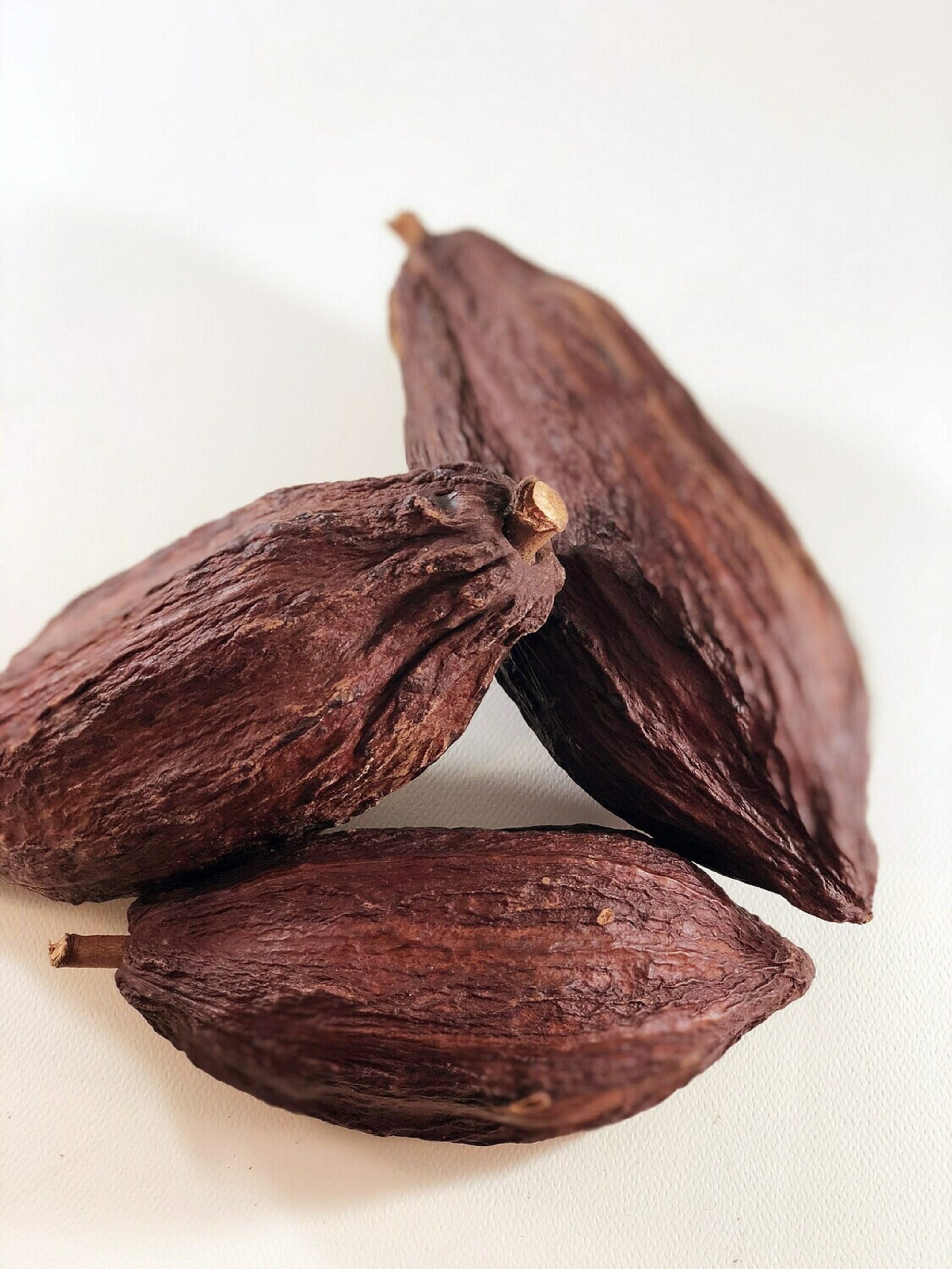Cocoa Pod Dried Pod for Terrarium Paludarium and Vivarium - Etsy