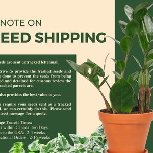 Benjamin Ficus Bonsaibaum - Ficus bejamina - Seltene 'Bonsaibaum'-Samen ...