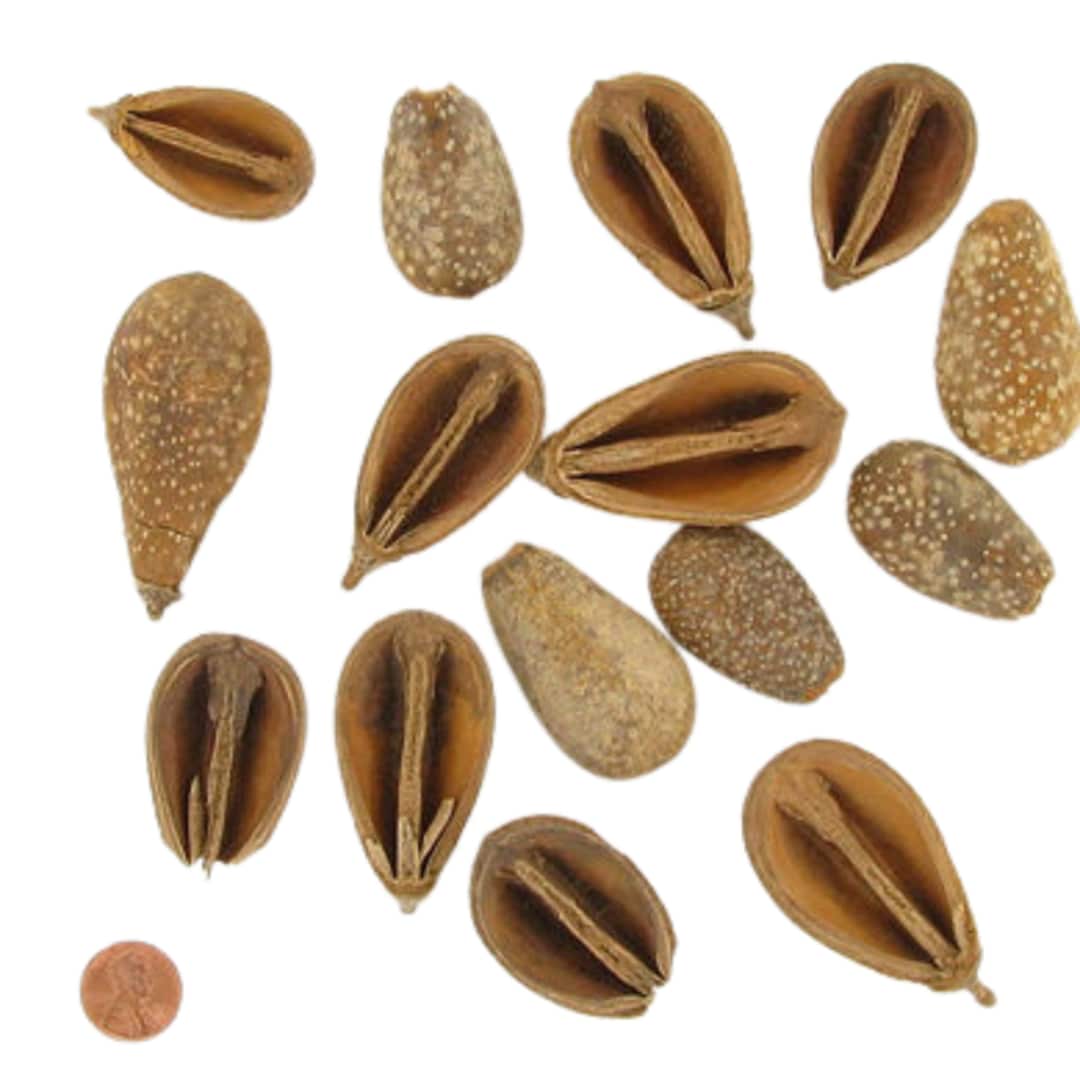 Pear Pod - Hydropera Sp - Terrarium, Vivarium and Paludarium Decor ...