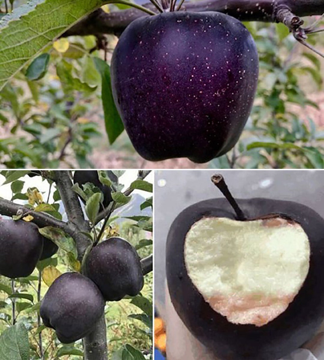ブラック ダイヤモンド アップル - Malus domestica 'Black Diamond' - 希少な「フルーツ」種子 - ブラック ...
