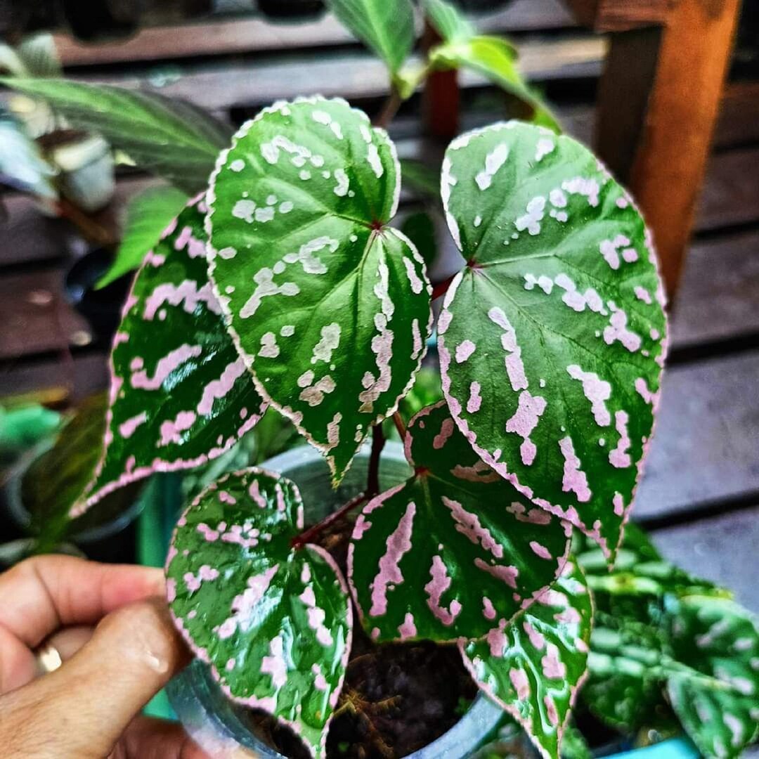 Pink Spotch Begonia - Begonia Sp. "roseopunctata" - Rare 'plants' Seeds ...