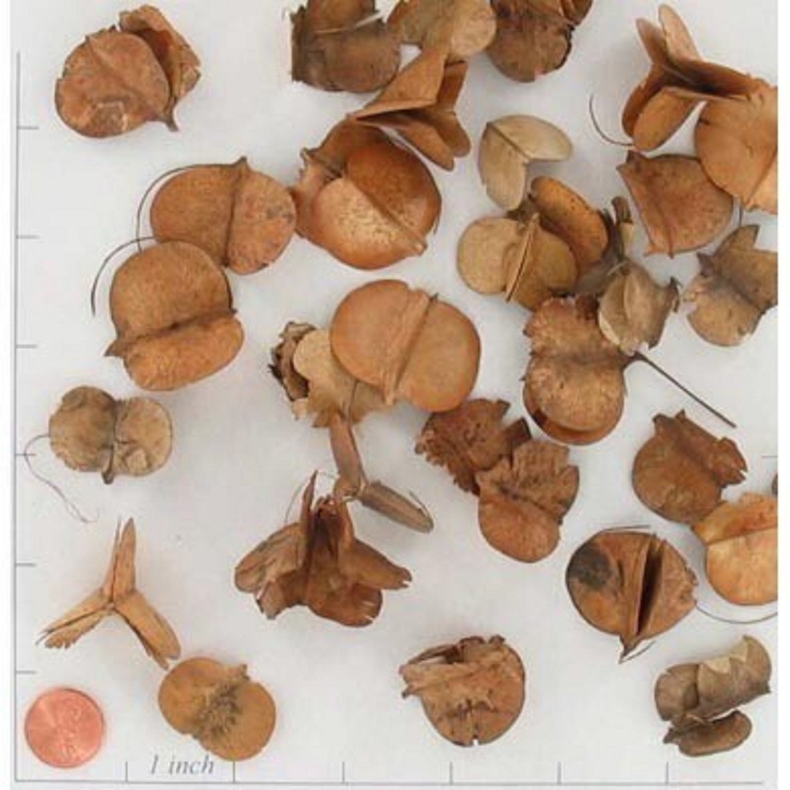 Windy Pod Lagerseromeia Parviflora Seed Pod Terrarium - Etsy