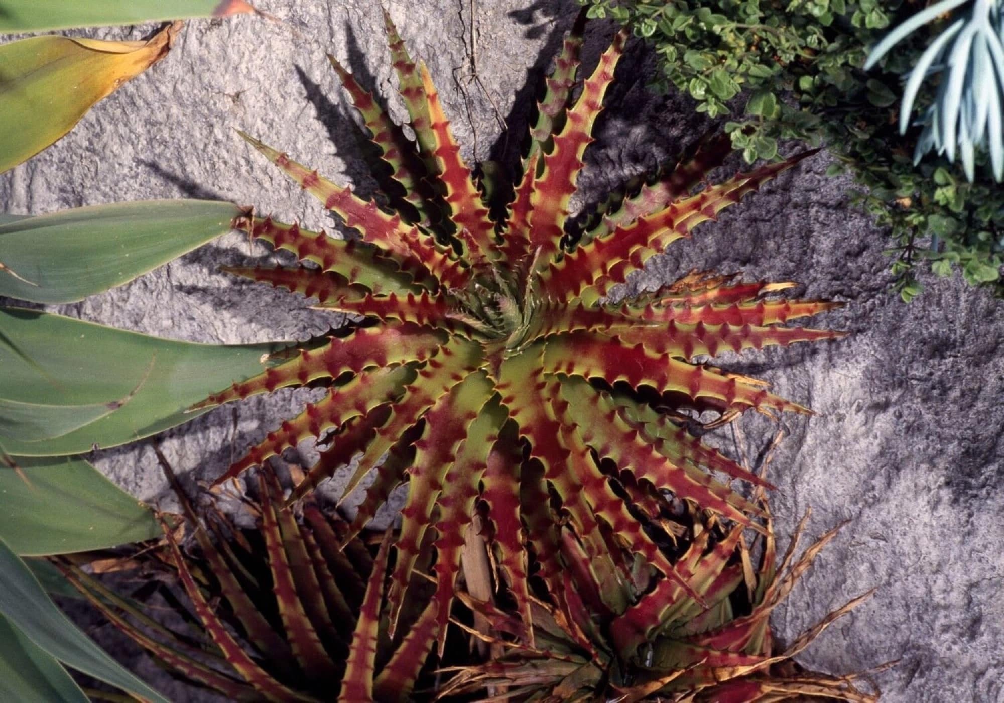 Hechtia Bromeliad / False Agave - Hechtia Stenopetala - Rare 'bromeliad ...