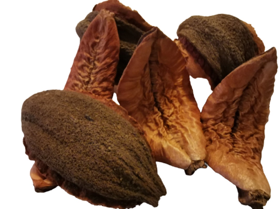 Estrela Pods - Qualea Parviflora - Bolivian Pau-terra Tree - Food for ...