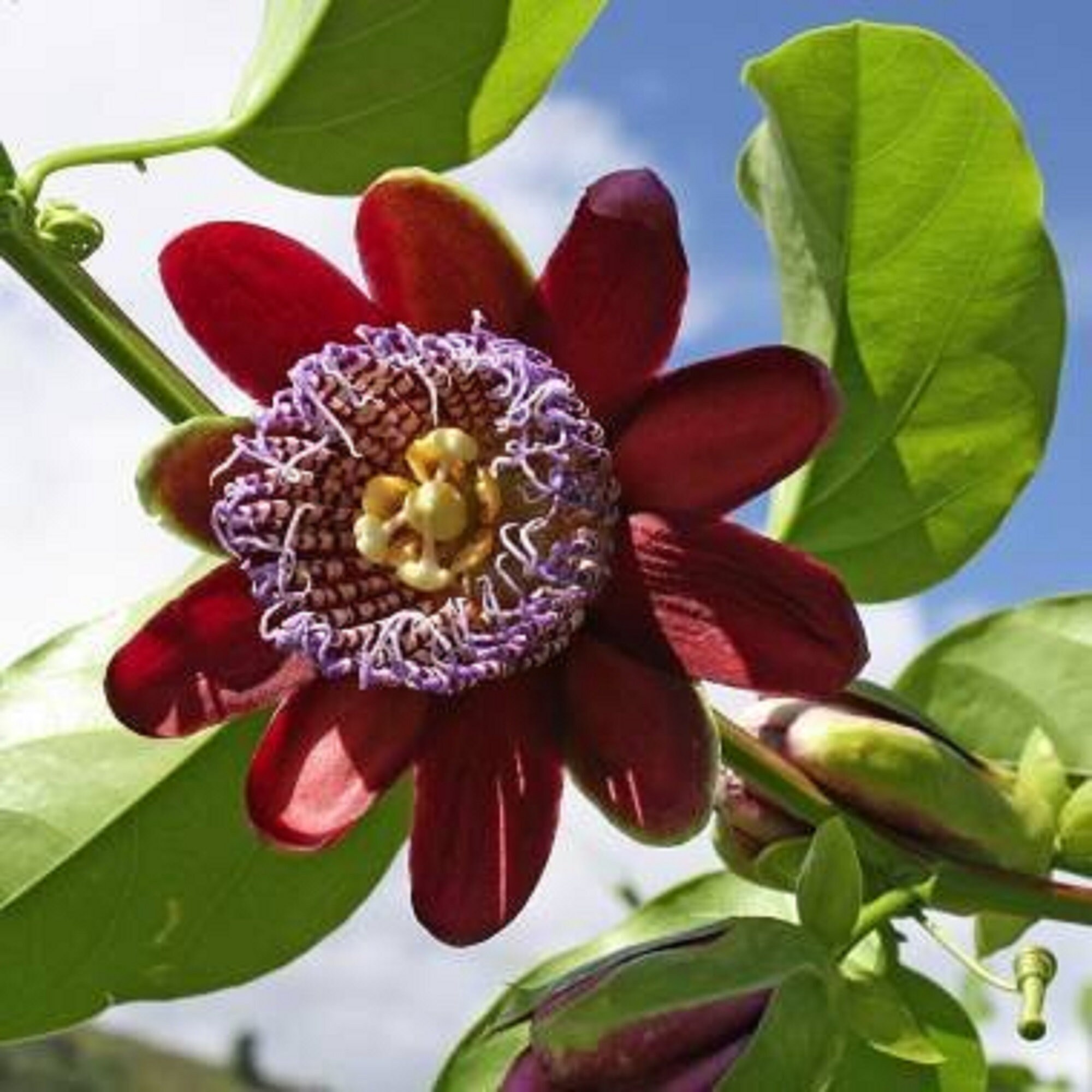 Red Passion Fruit Flower