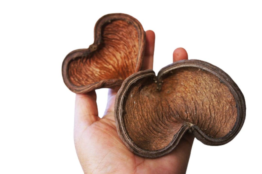 Badam Pods - Fruit Pods of Almond Tree - Terrarium Decor - Natural ...