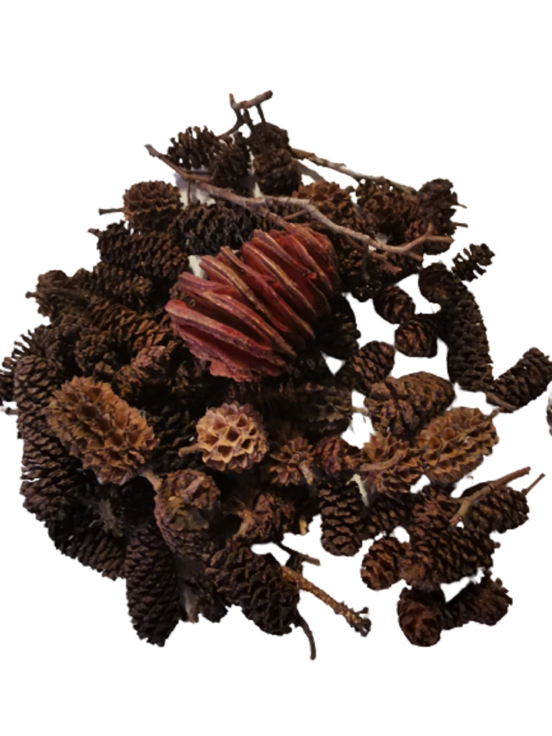 4 Species Cone Package - Organic and Natural Cones of Black Alder ...
