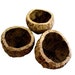 Brachy Pod - Brachychiton Populneus Tree - Seed Pods - Terrarium and ...
