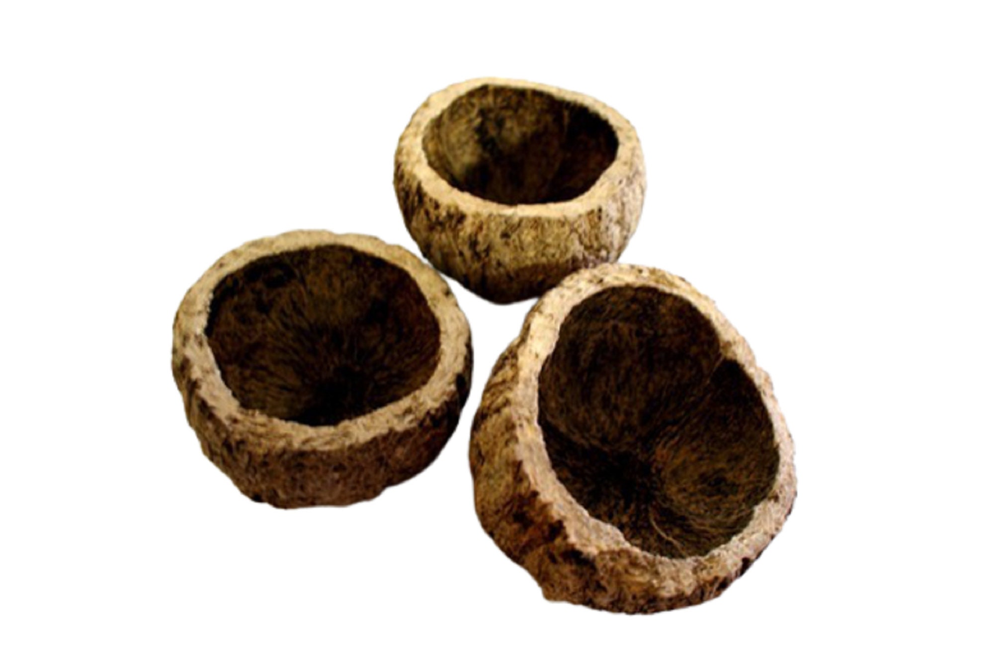 Ourico Pod brazil Nut Pod Brazil Nut Pod Natural Lay Box and Moist Hide ...