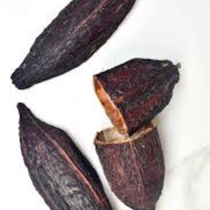 Cut Cocoa Pod (cocao Pod) - Dried Pod for Home Decor and Vivarium Decor ...