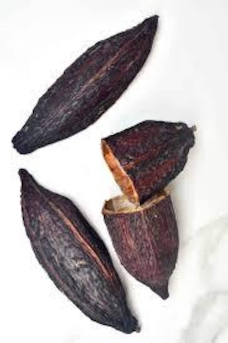 Cut Cocoa Pod (cocao Pod) - Dried Pod for Home Decor and Vivarium Decor ...