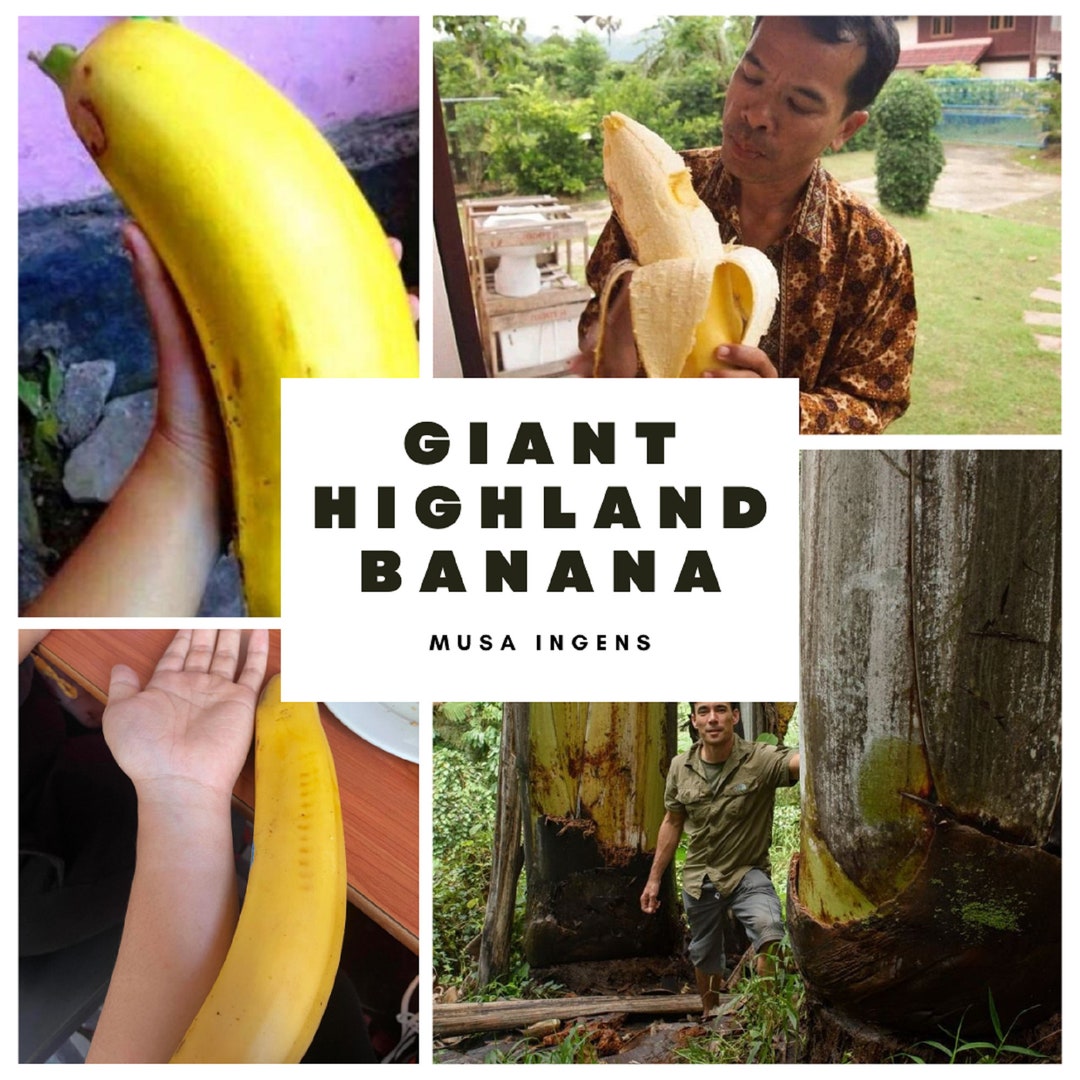 Giant Highland Banana Musa ingens Rare 'Fruit' Seeds Hens and Chicks ...