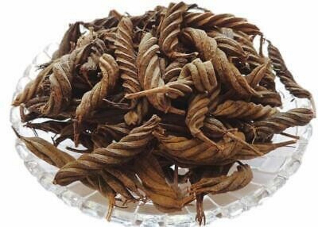 Fusilli Pods Pack of 6 - Helicteres Isora - Natural Dried Fruit and ...