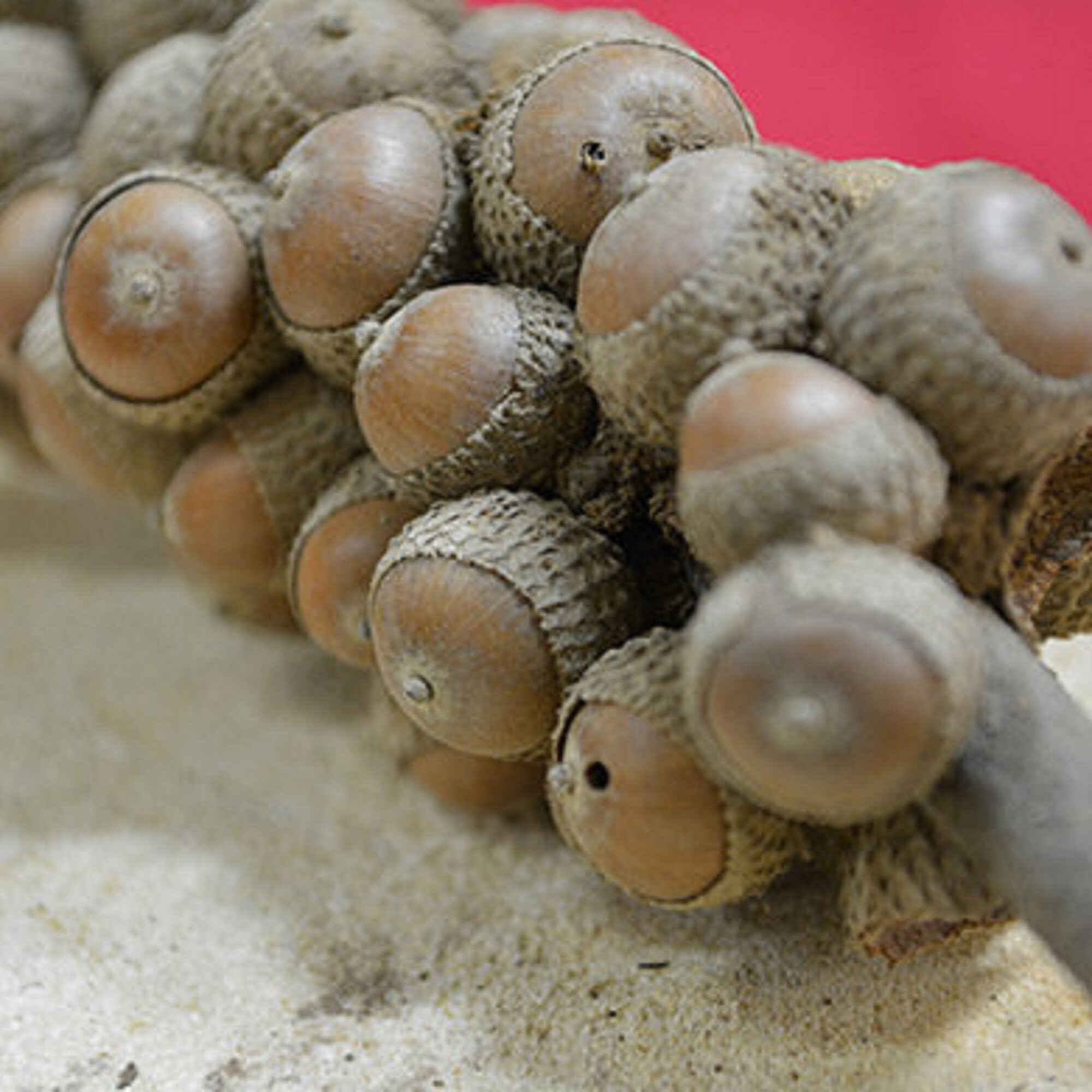 Acorn Branch Oak Tree Fruit Natural Branches With Dried Acorn Clusters ...
