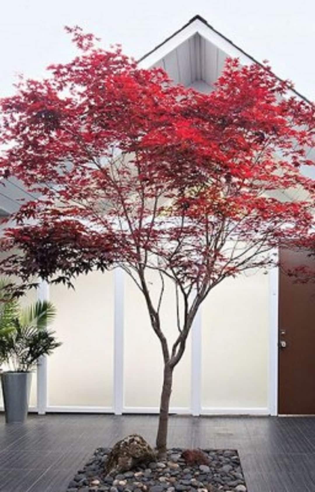 Árbol de arce de hoja roja - Acer palmatum atropurpureum - Semillas ...