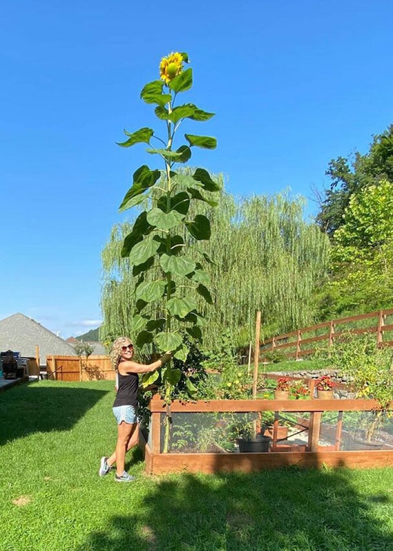 Extraordinary Biggest Sunflower In The World Gallery