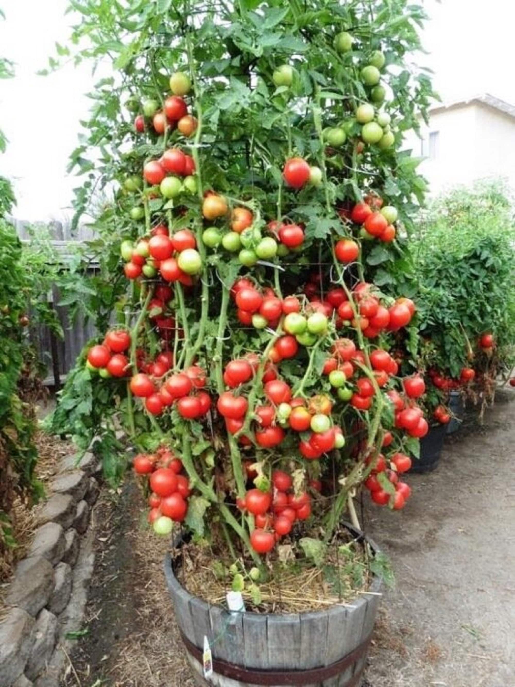 Indian Tomato Tree