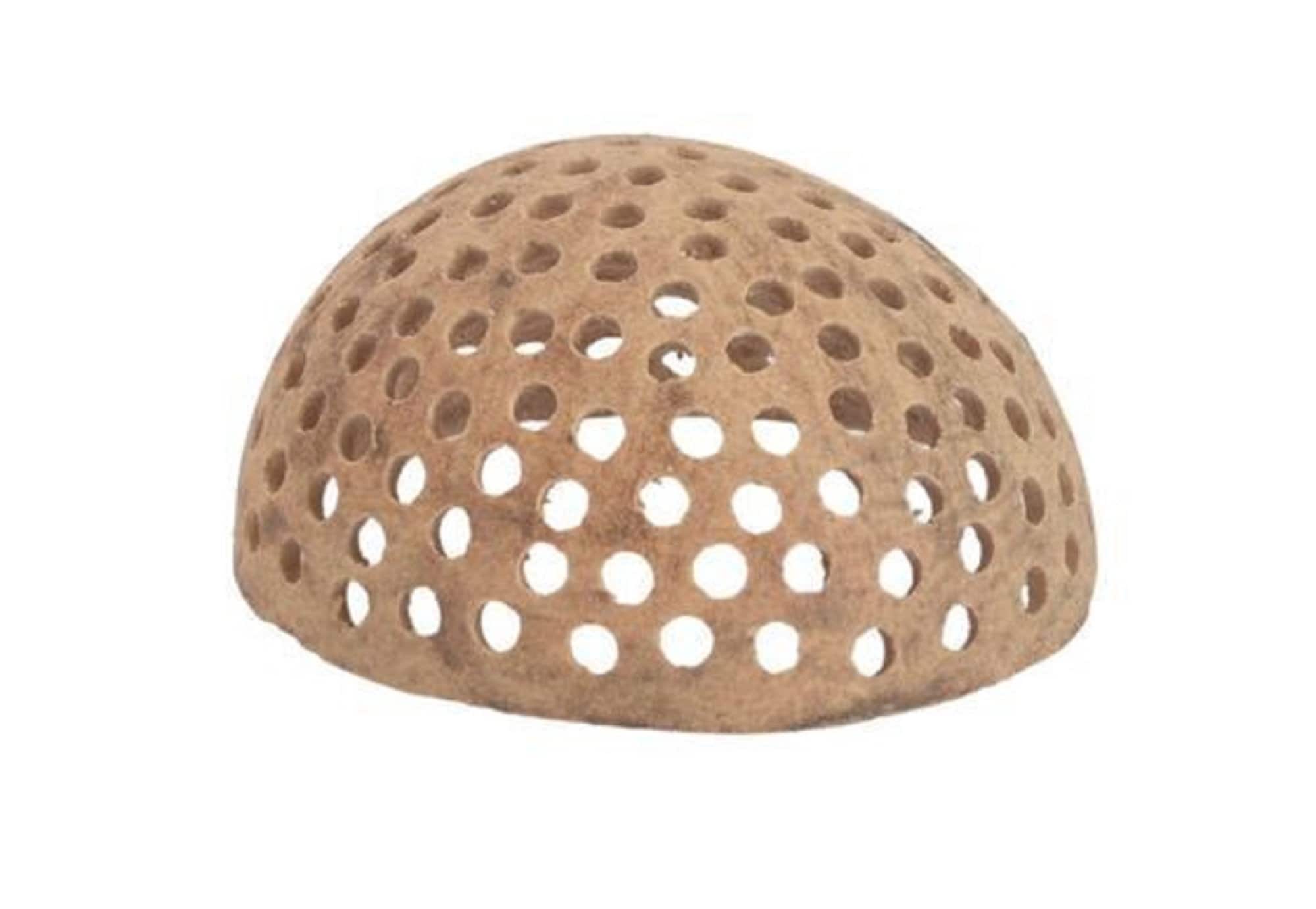 Perforated Bell Cup Fruit Pod of Almond Tree Natural Terrarium ...