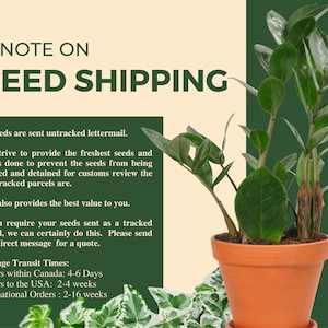 Burning Bush Tree / Eastern Wahoo - Euonymus Atropurpureus - Rare ...